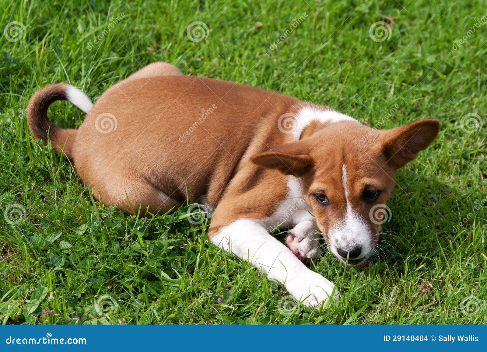 Young Puppy Waiting To Pounce Stock Photo - Image of white, hound: 29140404