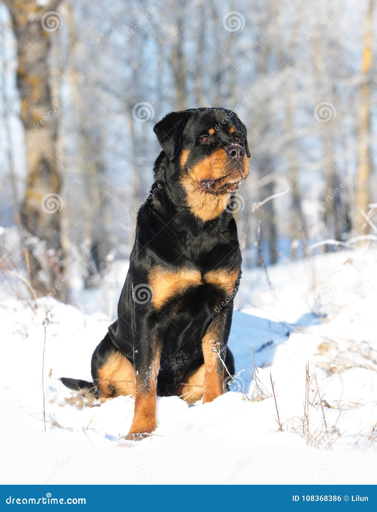 Rottweiler Plays in the Snow Stock Photo - Image of landscape, animal ...