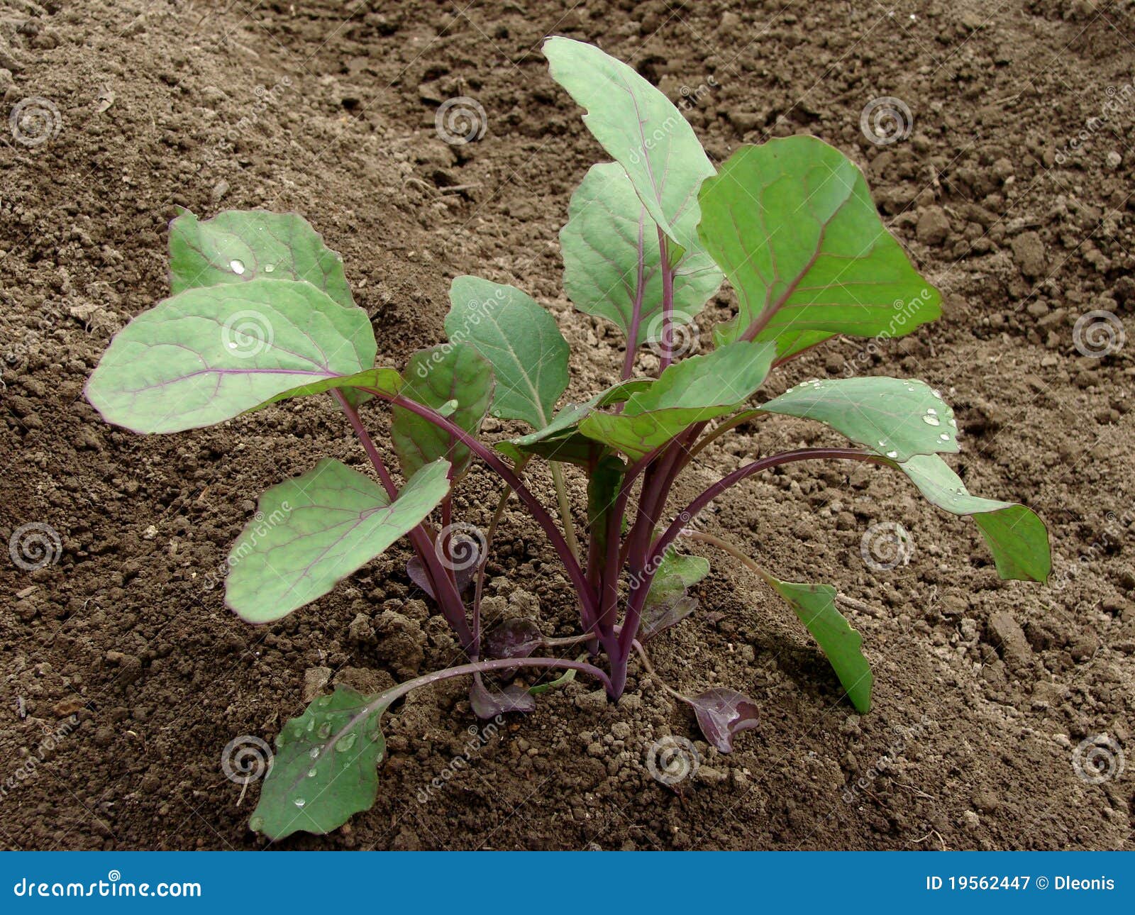 Young Purple Brussels Sprouts Seedlings Stock Image - Image of soil ...
