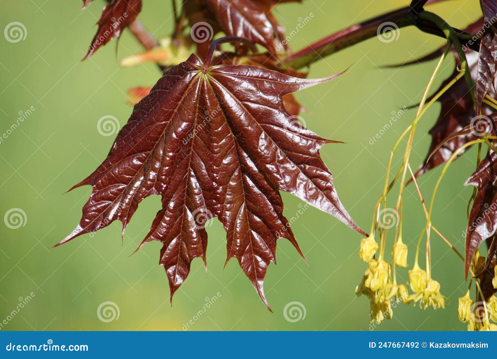 Young Purple Leaf of Norway Maple Acer Platanoides Stock Photo - Image ...
