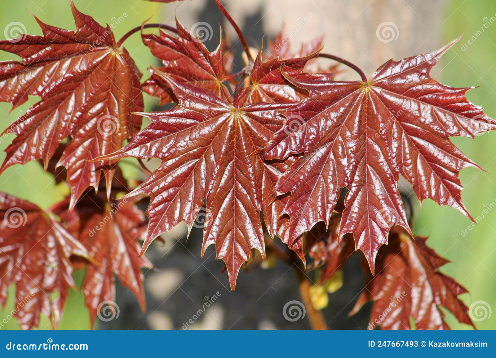 Young Purple Leaves of Norway Maple Acer Platanoides Stock Image ...