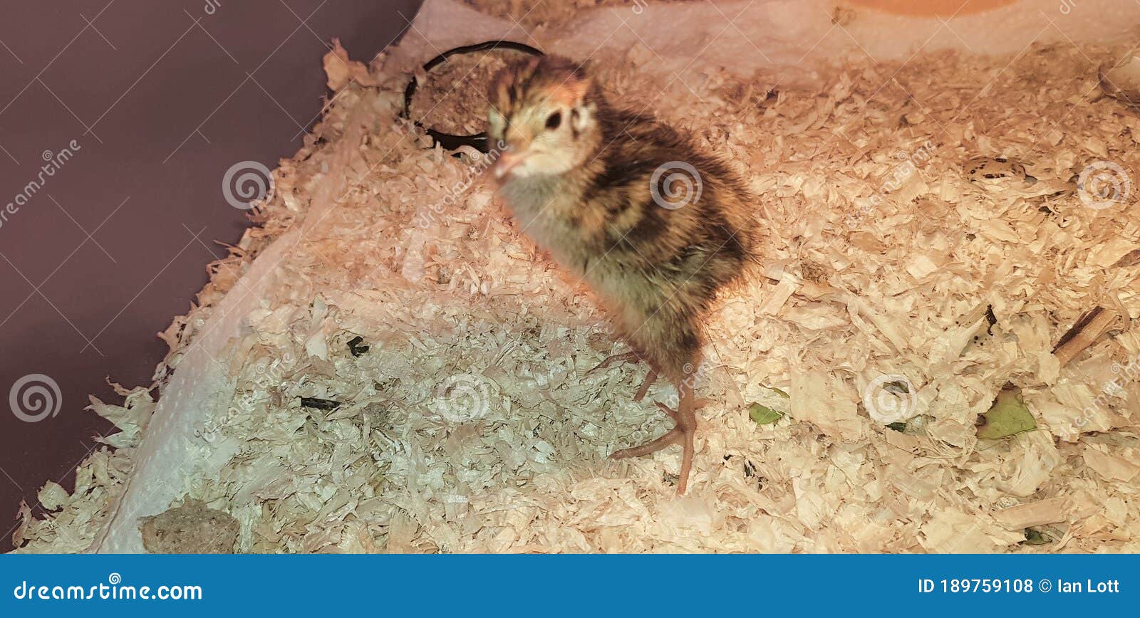 Young Quail in a brooder stock photo. Image of waterbird - 189759108