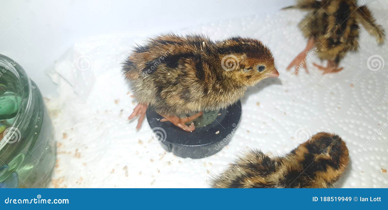 Young Quail Hatchlings stock image. Image of finch, whiskers - 188519949