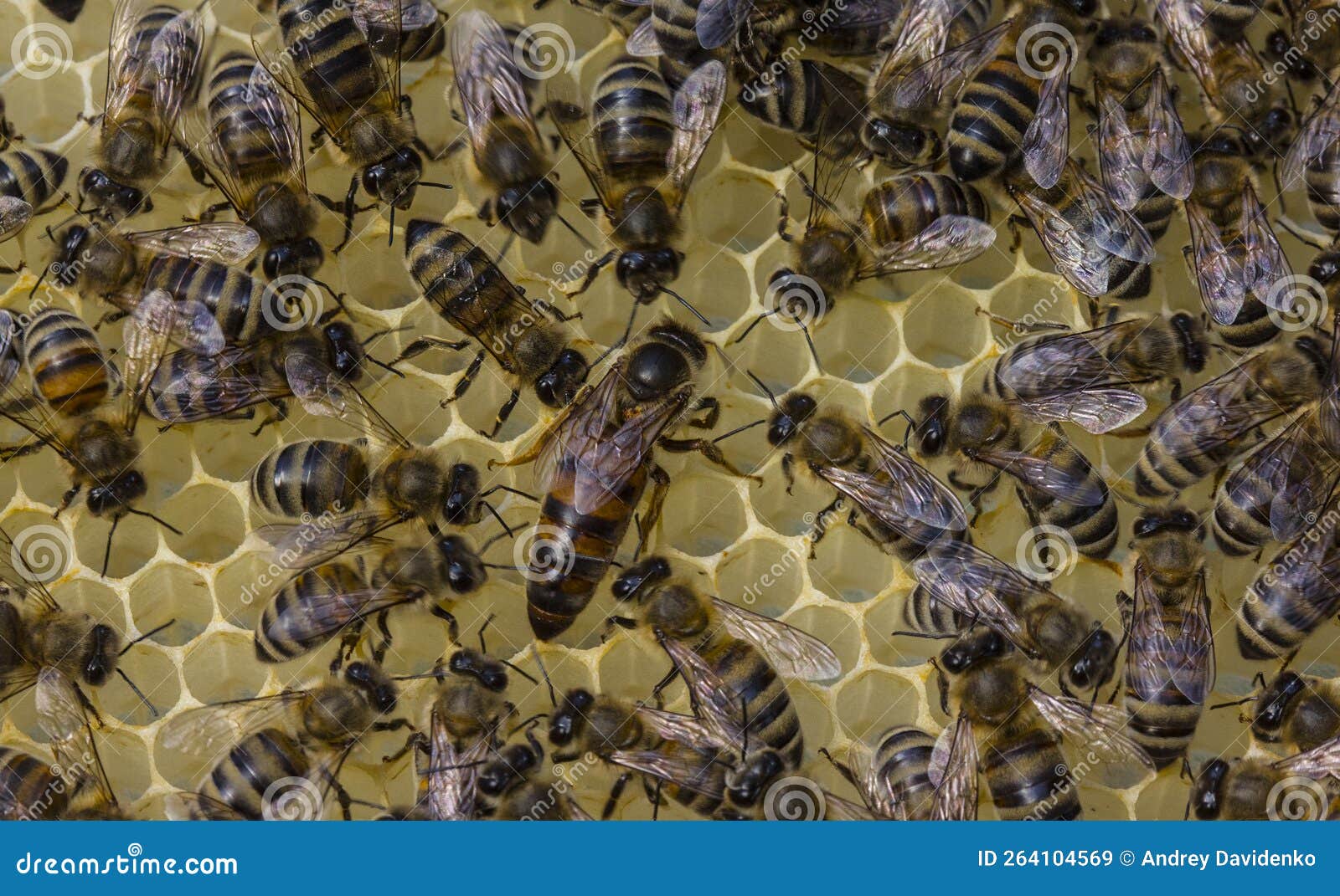 The Young Queen Bee Moves on Honeycombs Stock Image - Image of insect ...