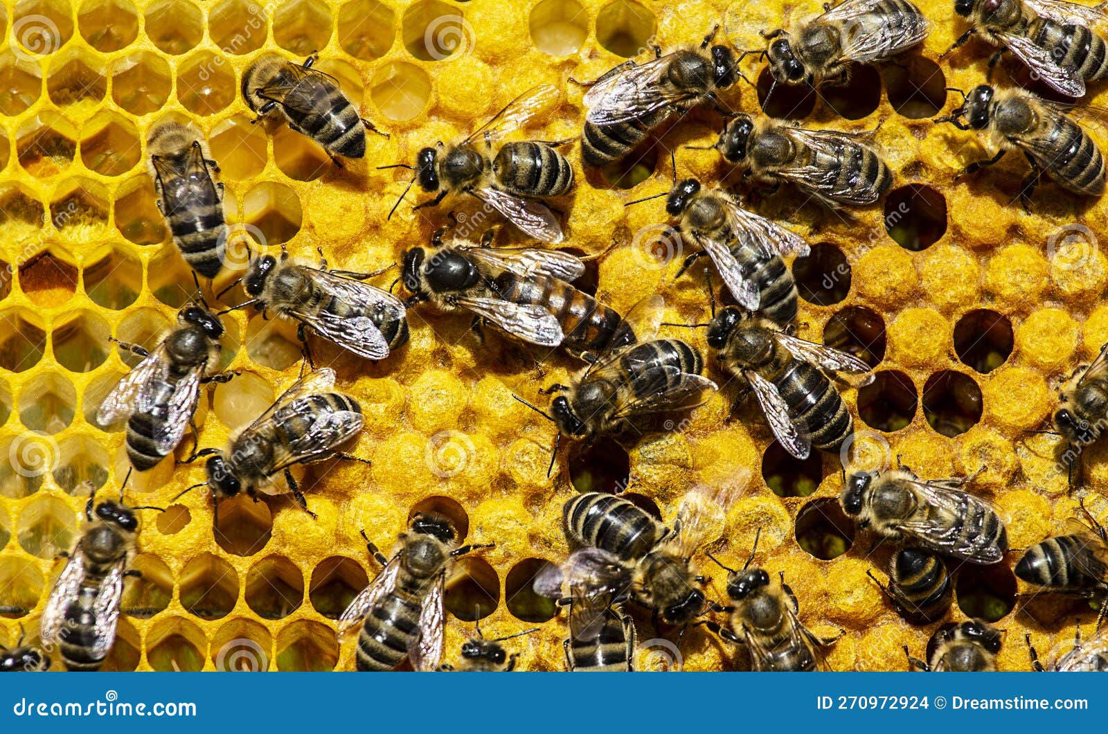 The Young Queen Bee Moves on Honeycombs. Stock Photo - Image of ...