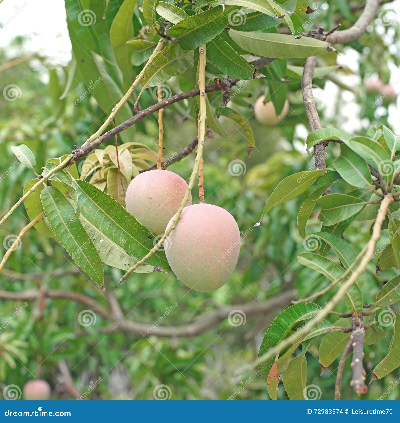 Young R2E2 mango on tree stock photo. Image of healthy - 72983574