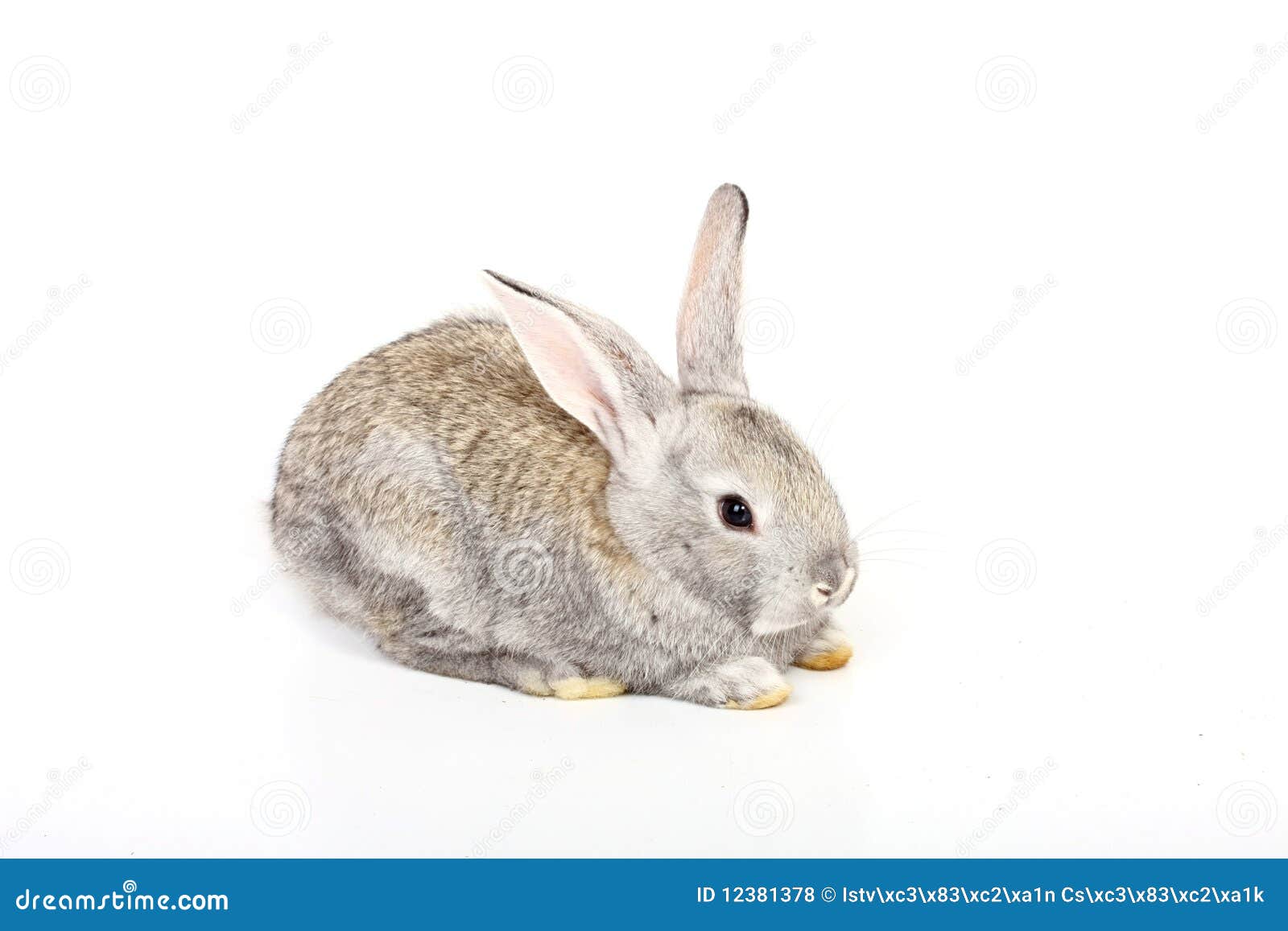 Young Rabbit Royalty Free Stock Photos - Image: 12381378