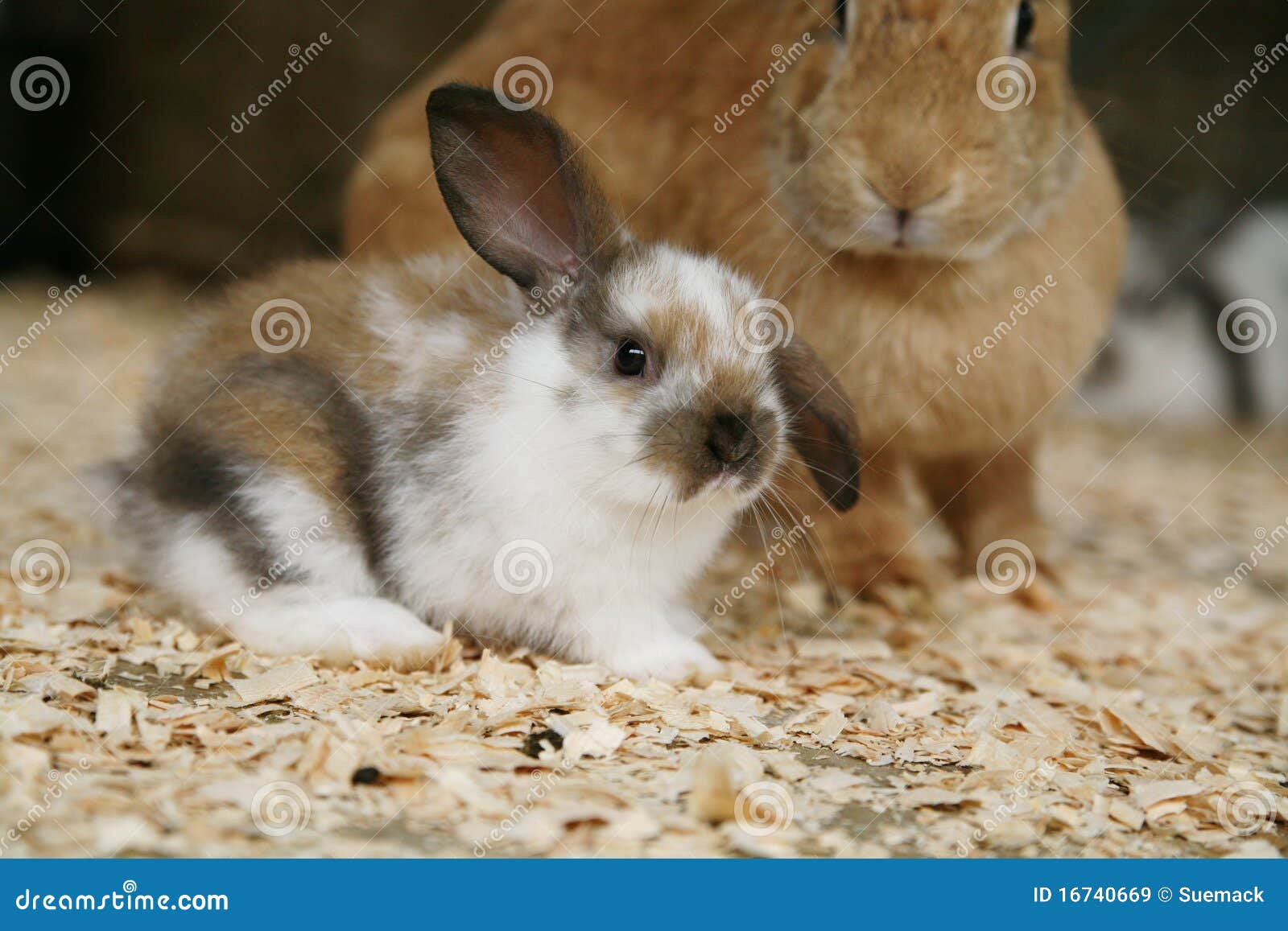 Young rabbit stock image. Image of domestic, rabbit, enclosure - 16740669