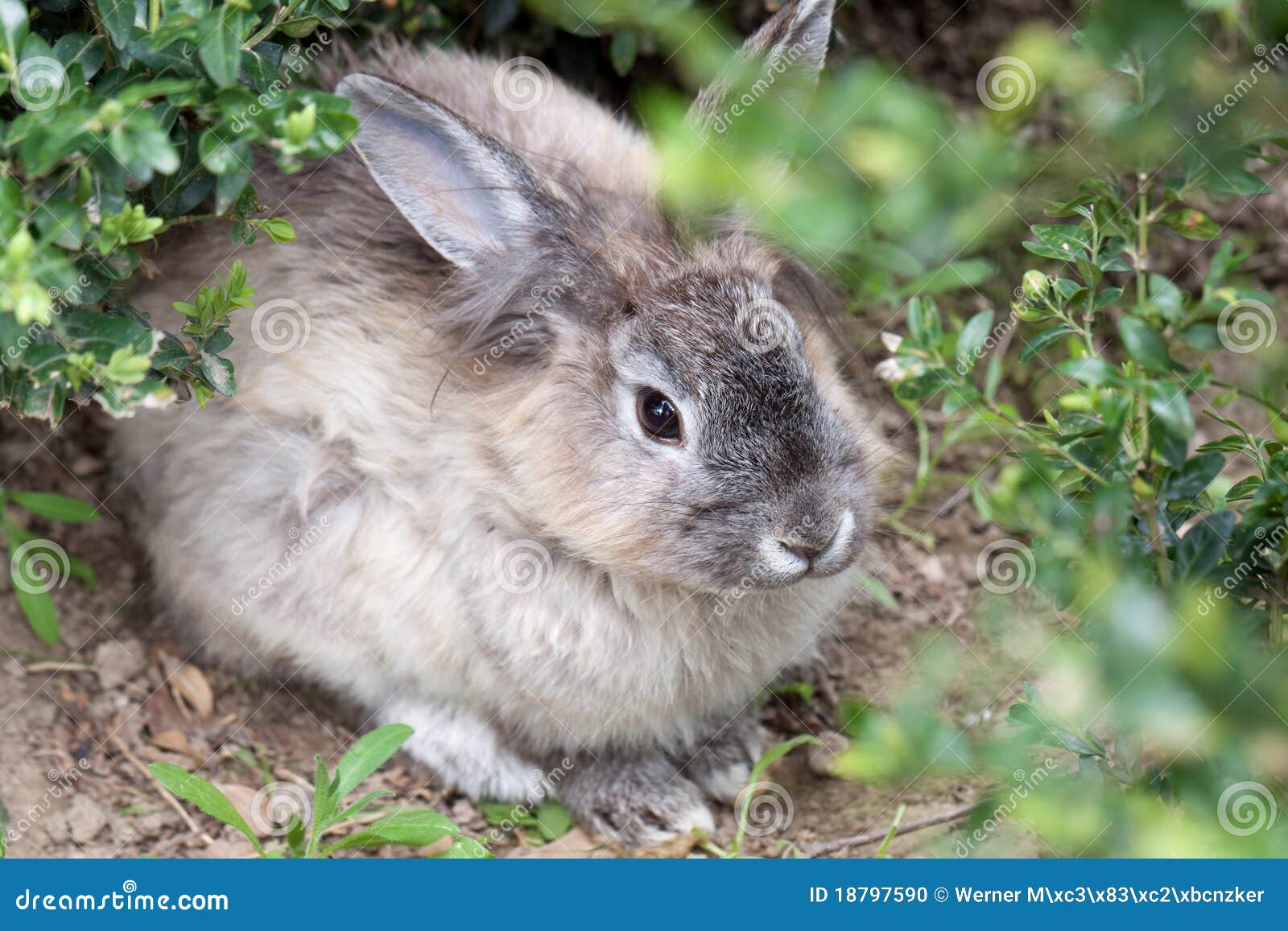 Young rabbit stock photo. Image of shrubs, mammal, rabbit - 18797590
