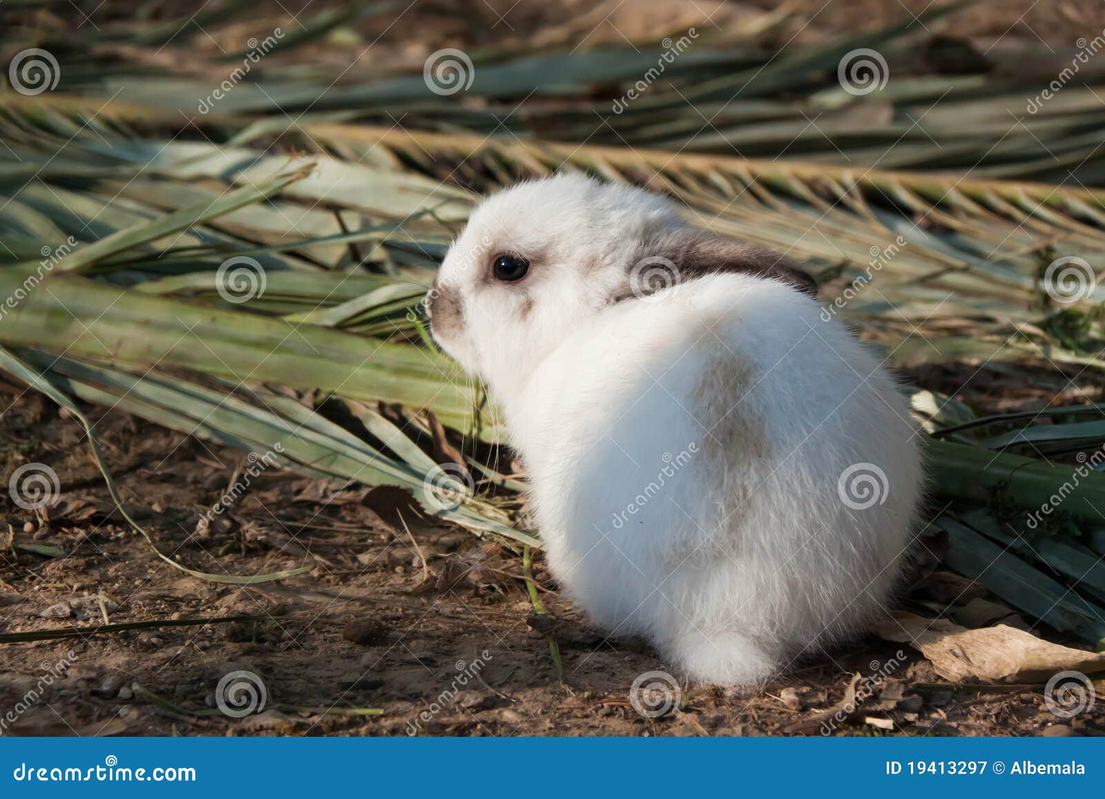 Young rabbit stock image. Image of plam, soil, baby, young - 19413297