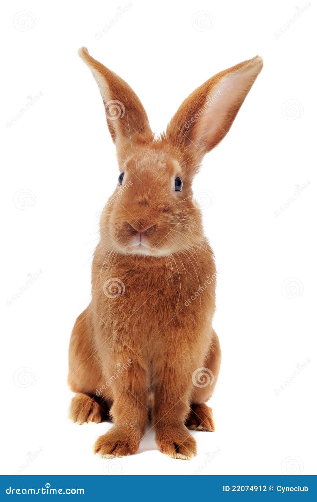 Young rabbit stock photo. Image of fauve, little, domestic - 22074912