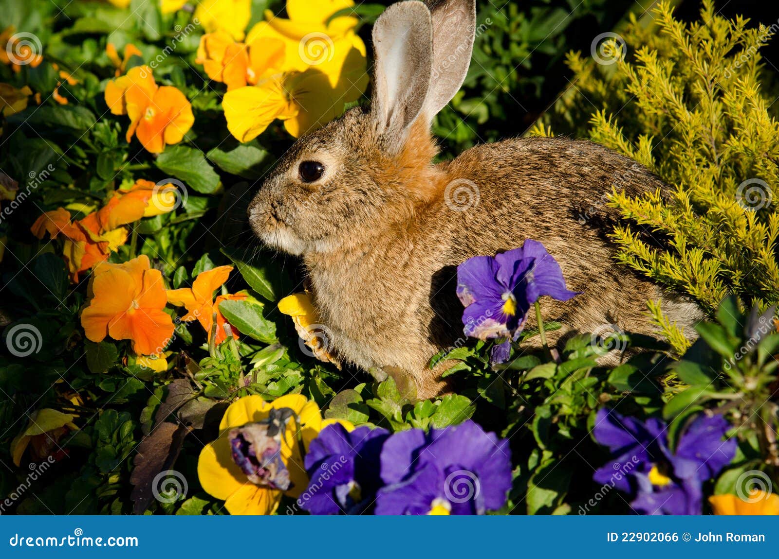 Young rabbit stock photo. Image of wildlife, rabbit, mammal - 22902066