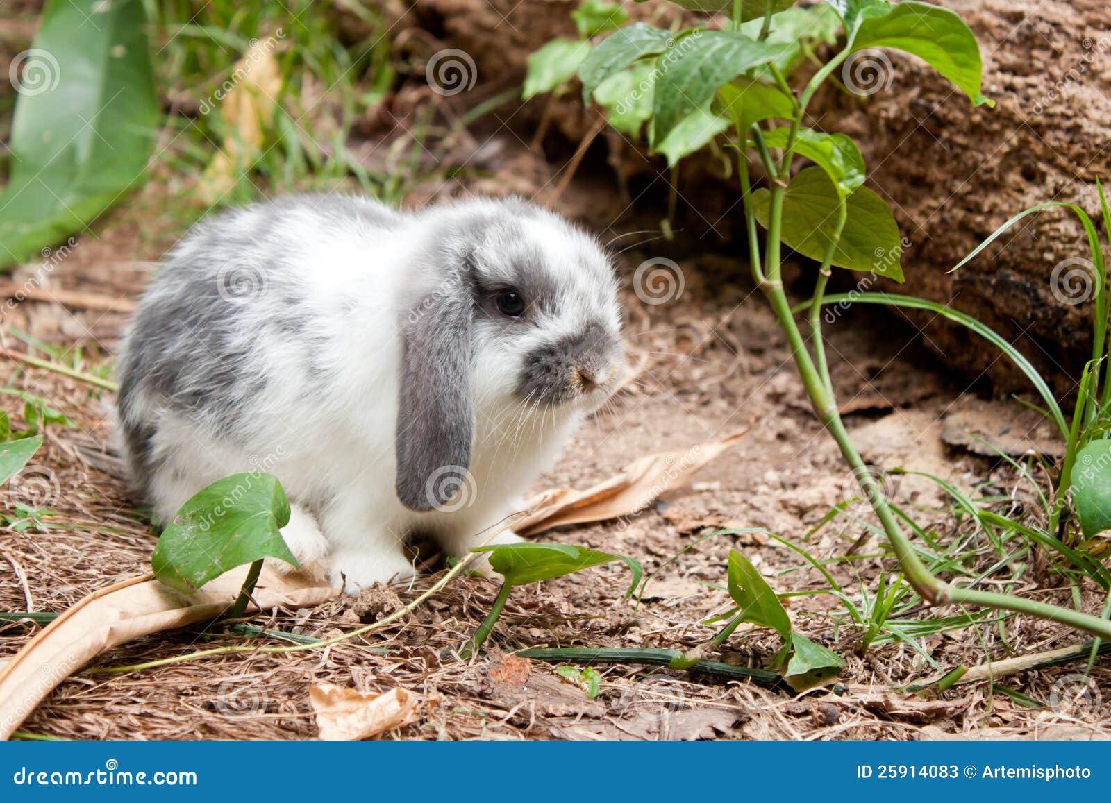 Young rabbit stock image. Image of brown, portrait, hair - 25914083