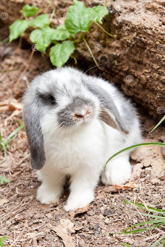 Young rabbit stock image. Image of pretty, face, gray - 25914169