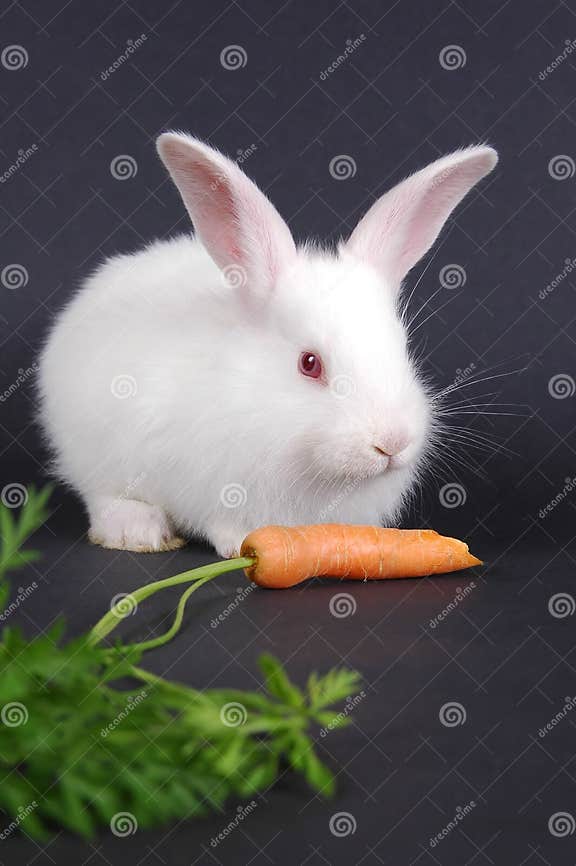 Young rabbit stock image. Image of love, easter, rabbit - 3140579