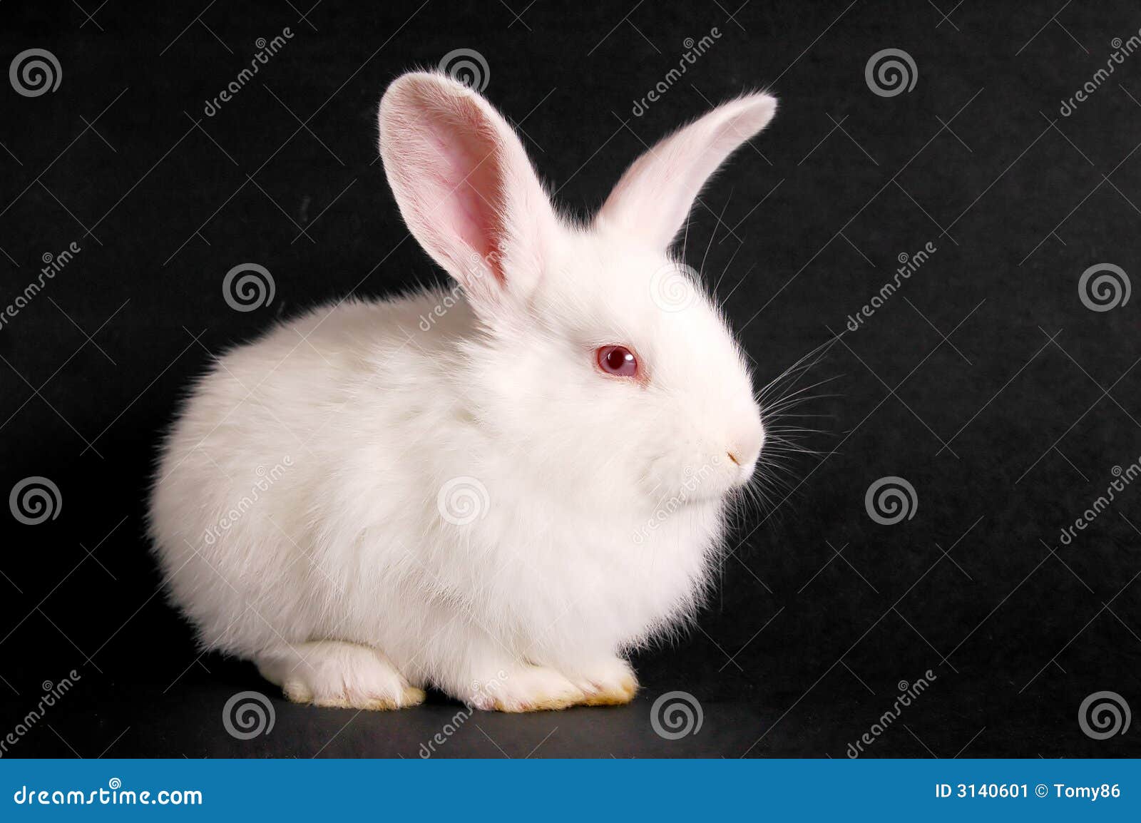 Young rabbit stock image. Image of live, breeding, little - 3140601