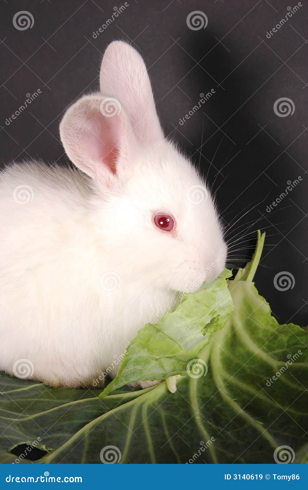 Young rabbit stock image. Image of furry, love, carrot - 3140619