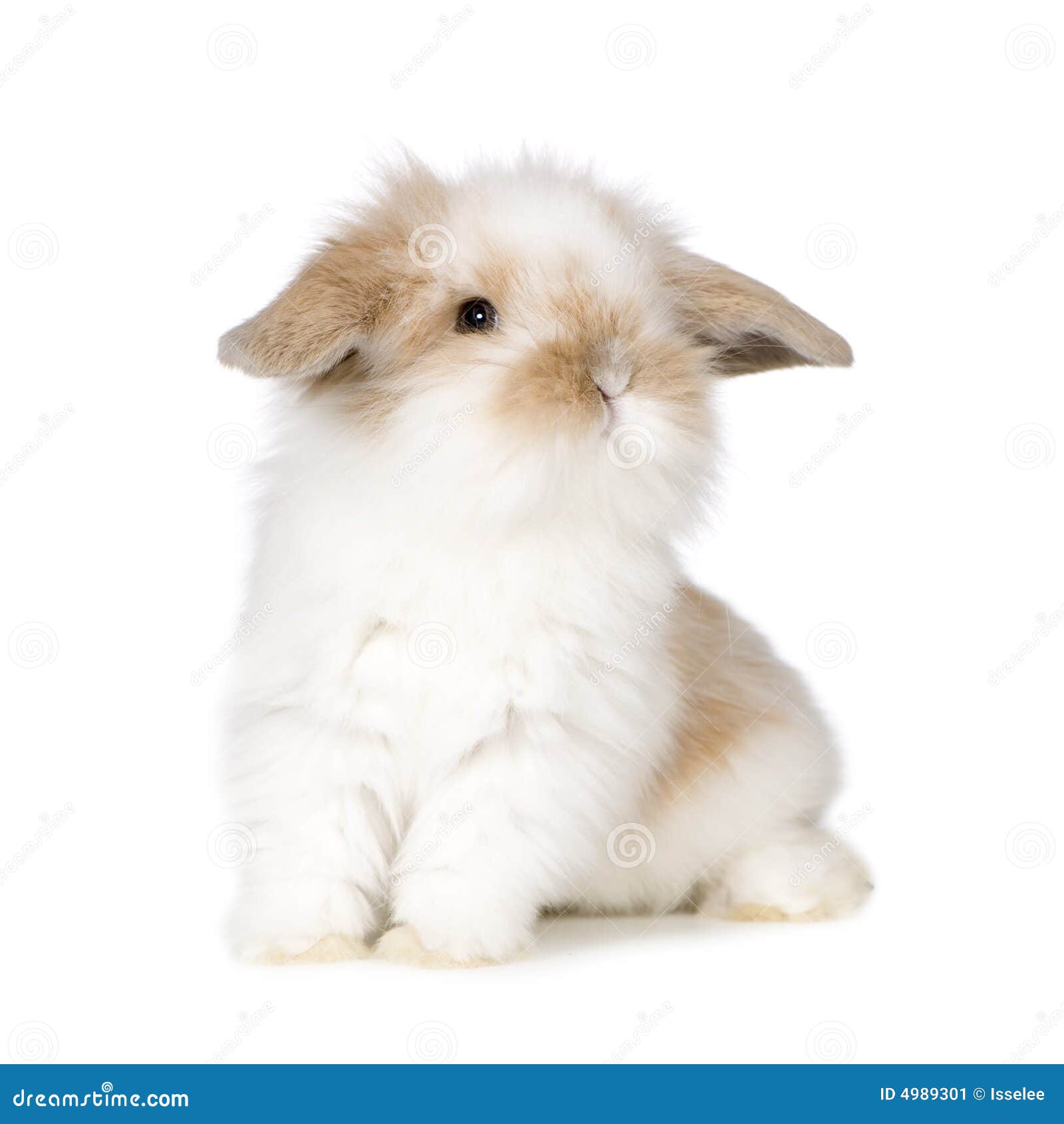 Young Rabbit stock image. Image of furry, pets, animals - 4989301