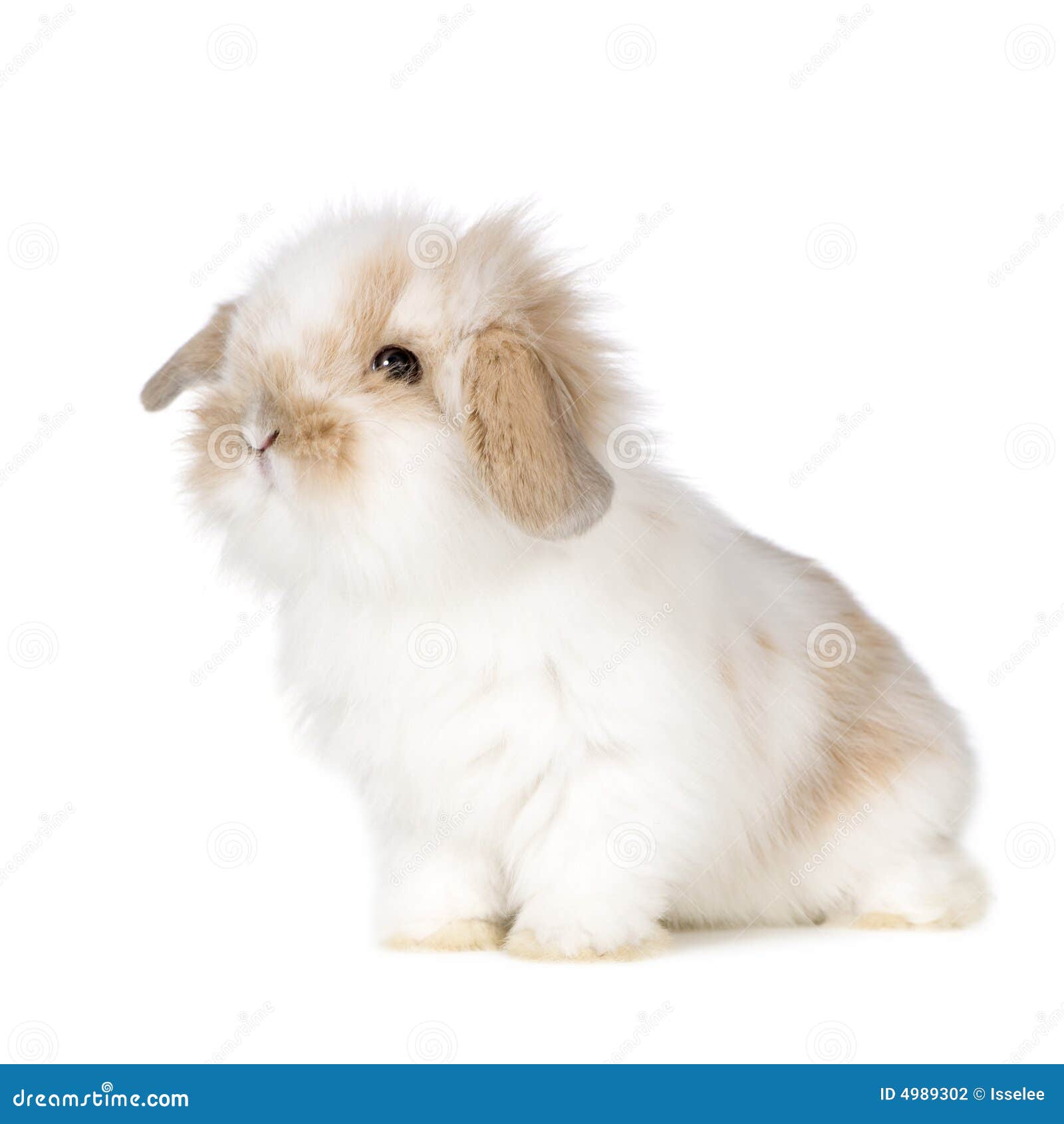 Young Rabbit stock photo. Image of isolated, alert, alertness - 4989302