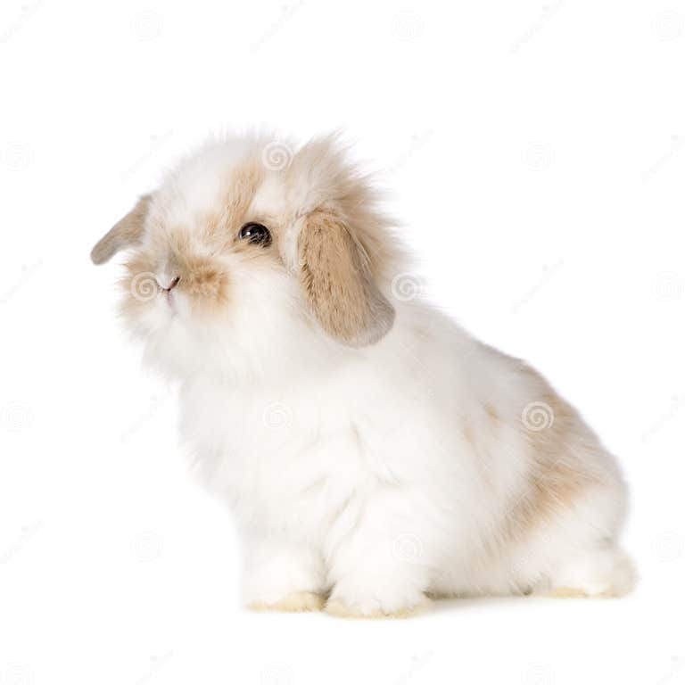 Young Rabbit stock photo. Image of isolated, alert, alertness - 4989302
