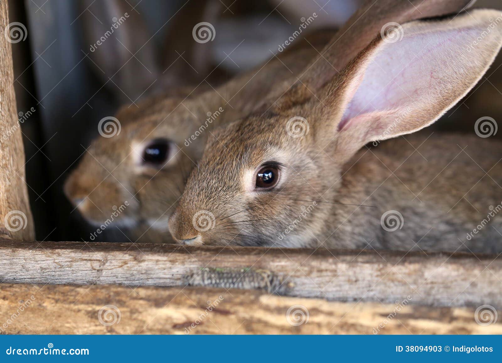 Young Rabbit Animal Farm and Breeding. Stock Image - Image of market ...