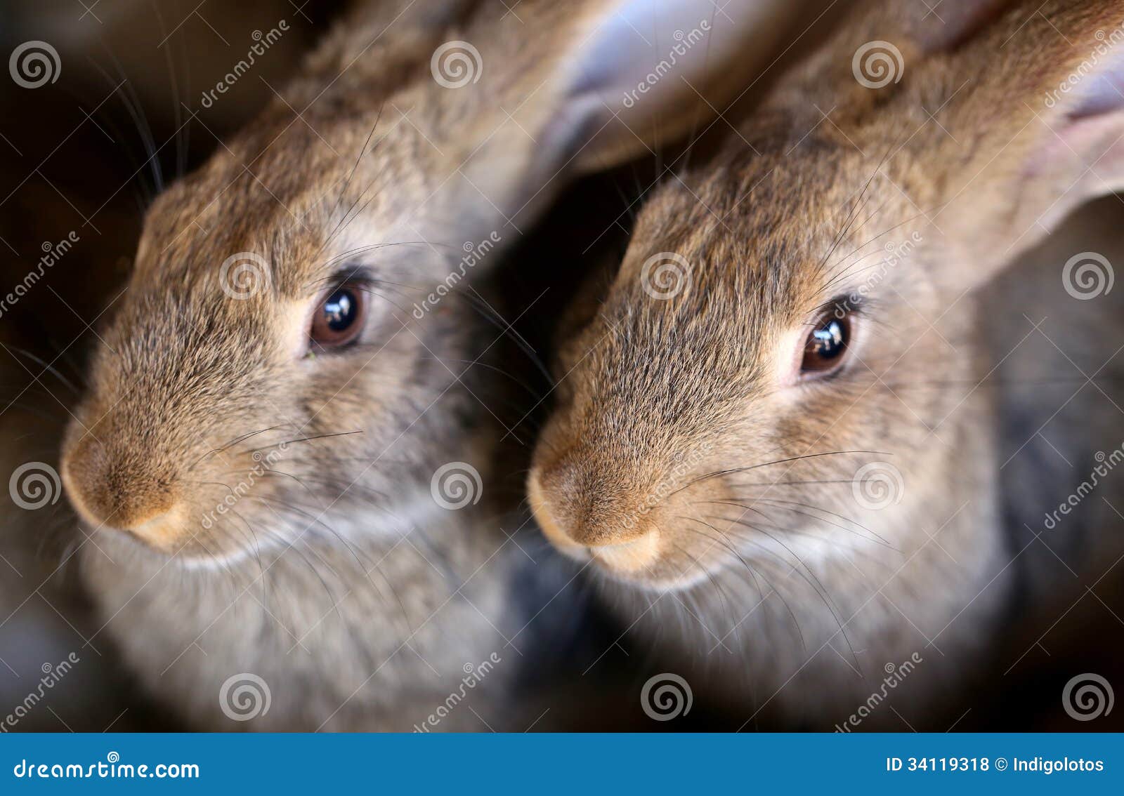 Young Rabbit Animal Farm and Breeding. Stock Photo - Image of animal ...