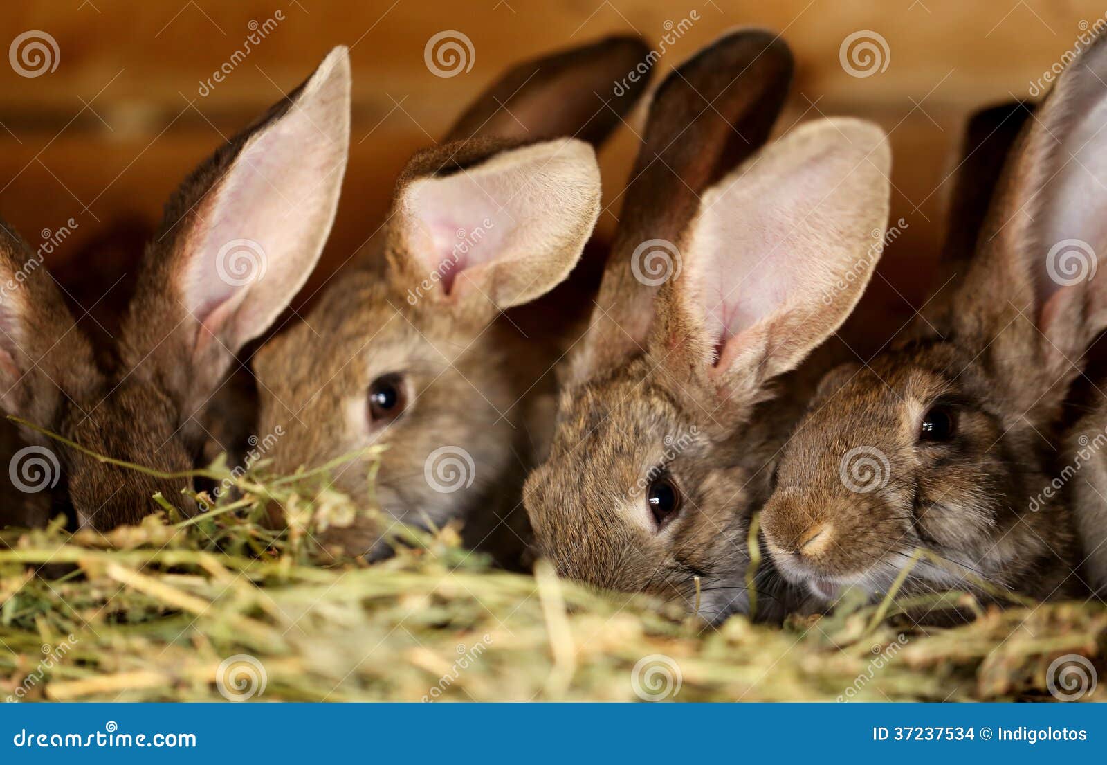 Young Rabbit Animal Farm and Breeding. Stock Photo - Image of love ...