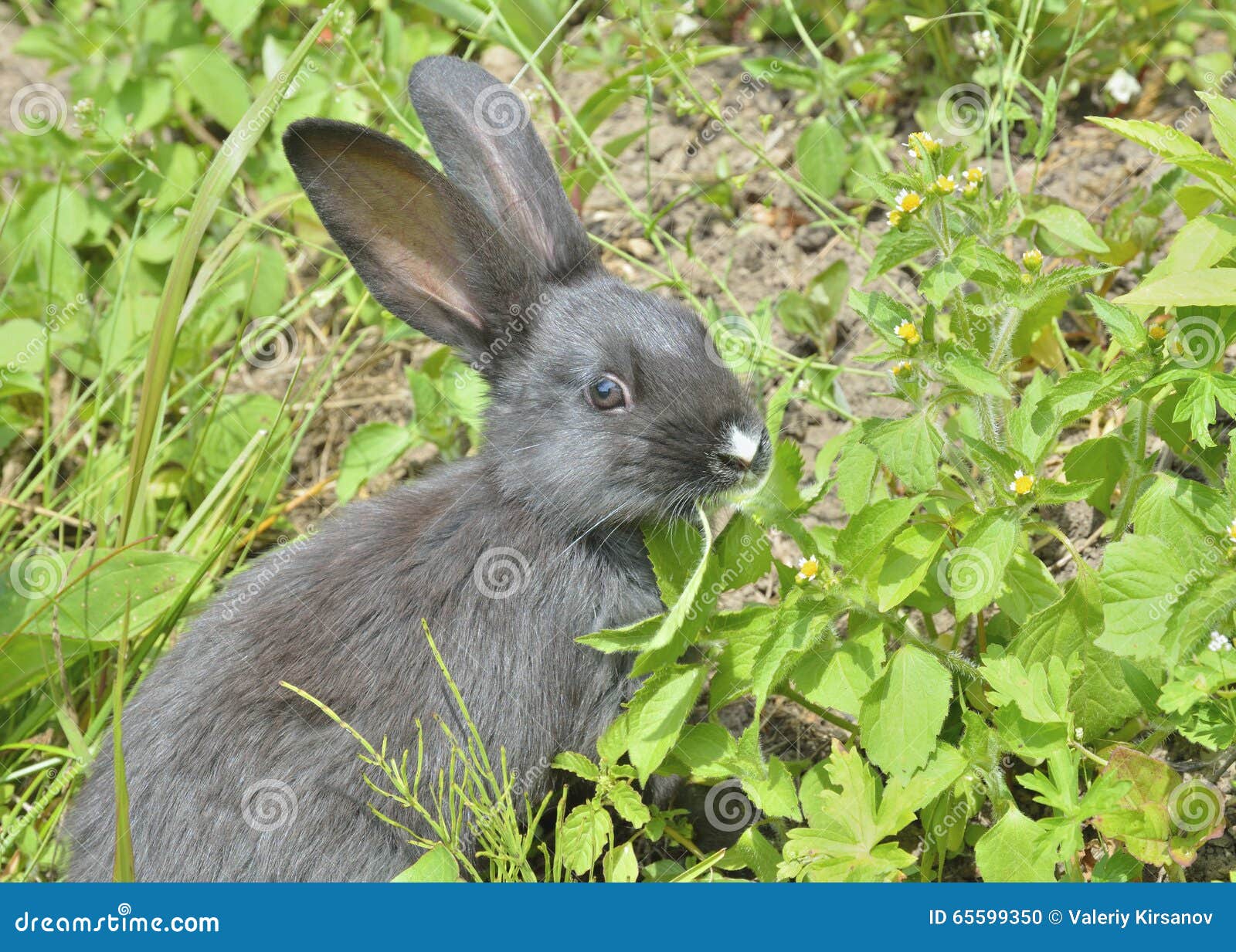 Young rabbit 2 stock photo. Image of outdoor, rabbit - 65599350