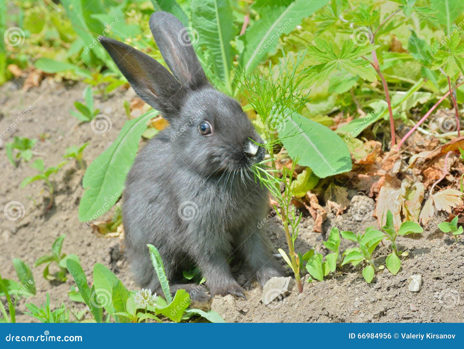 Young rabbit 3 stock photo. Image of bunny, eating, rabbit - 66984956