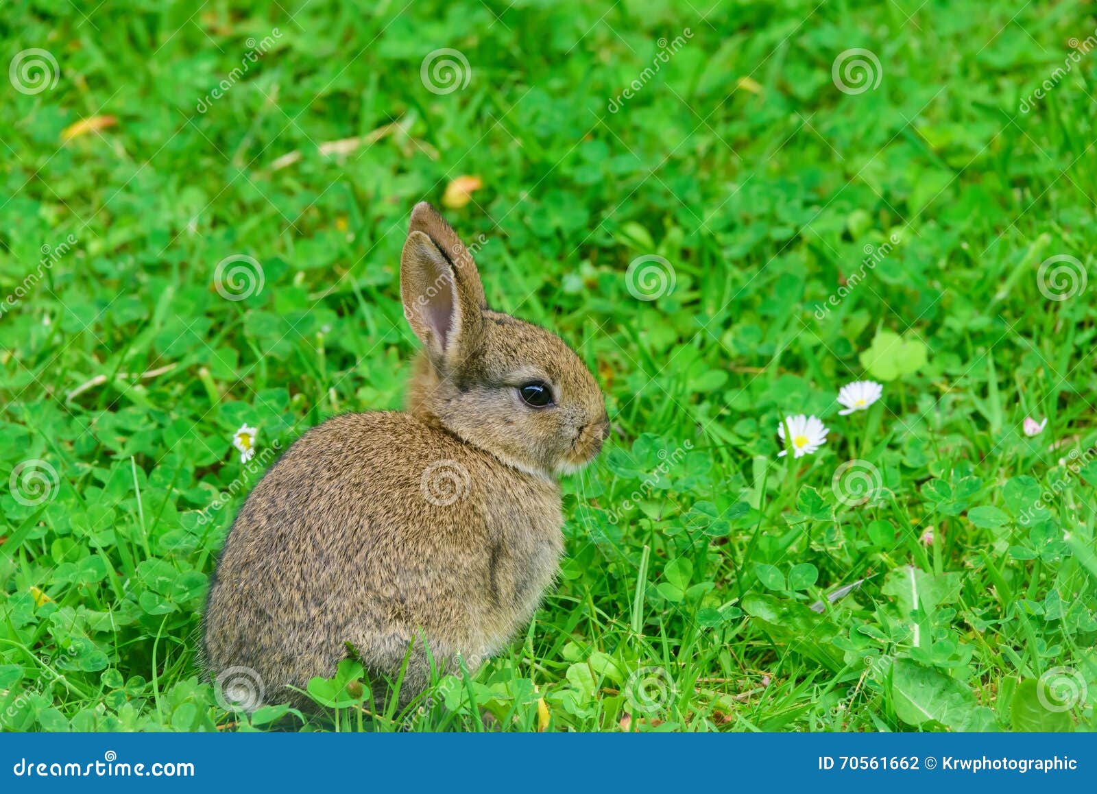Young Rabbit stock photo. Image of kitten, bunny, rabbit - 70561662