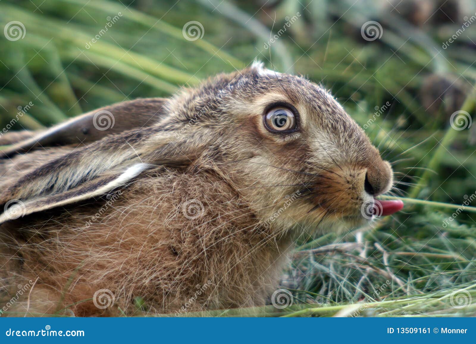 Young rabbit in the grass stock image. Image of green - 13509161