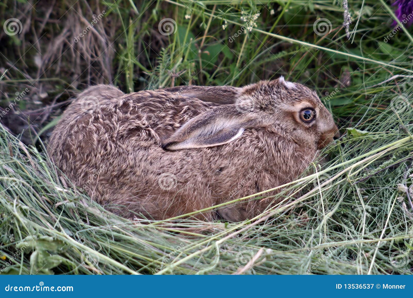 Young rabbit in the grass stock image. Image of ears - 13536537