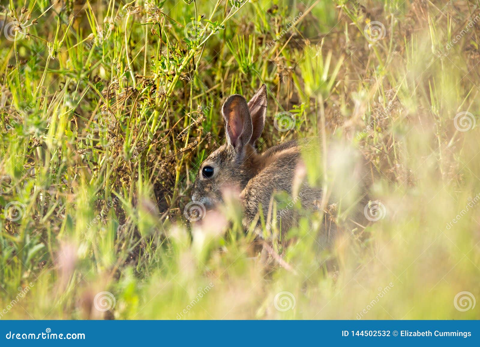 Young Rabbit Hides in Tall Grass while Eating Dinner Stock Photo ...