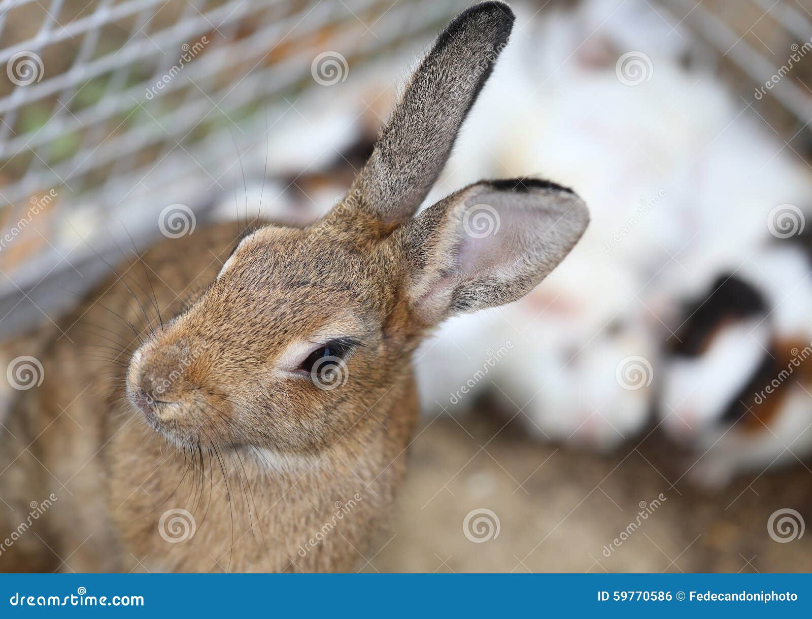 Young Rabbit Inside the Warren Farm Stock Photo - Image of hutch ...