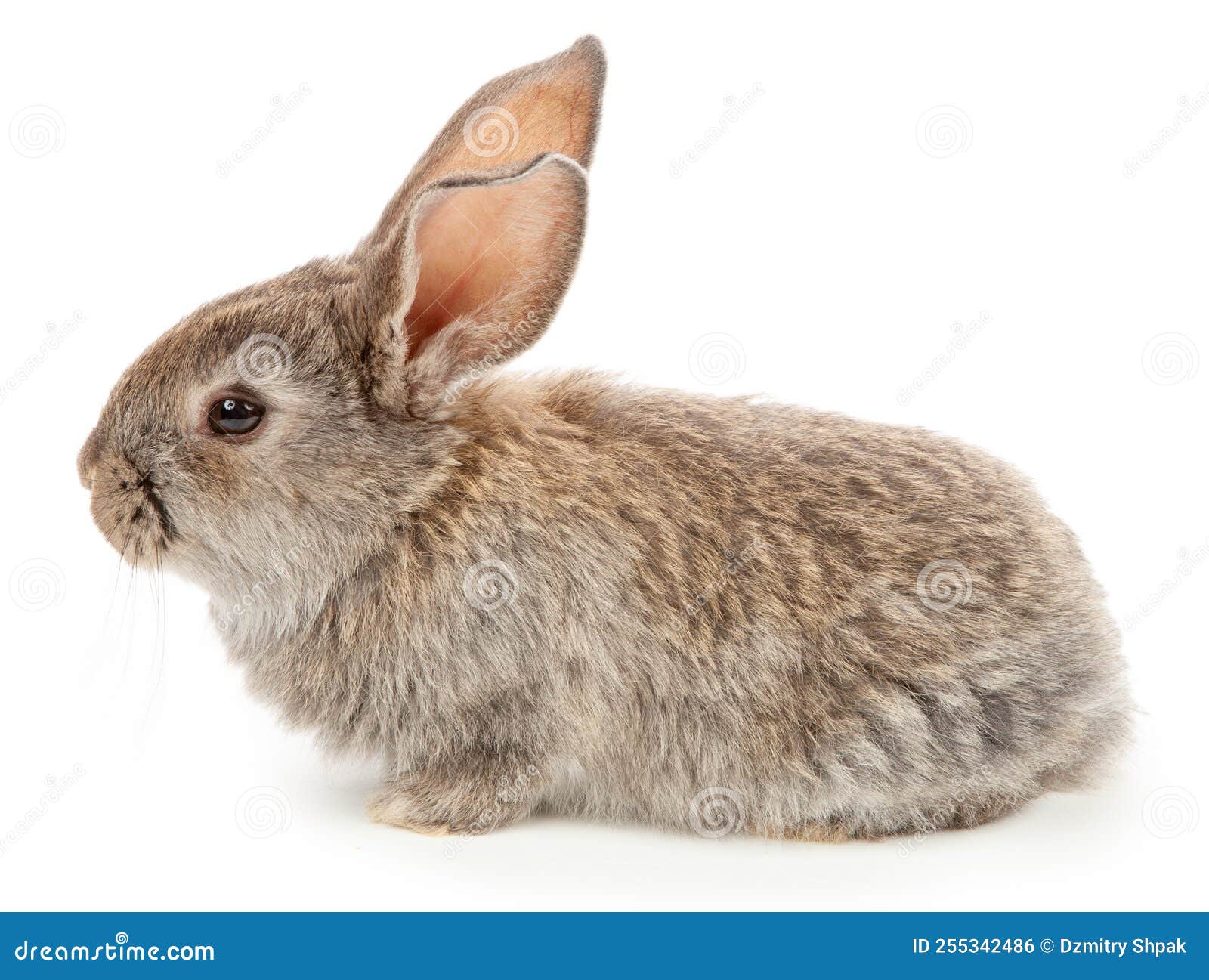 Young Rabbit Isolated on a White Background Stock Photo - Image of ...