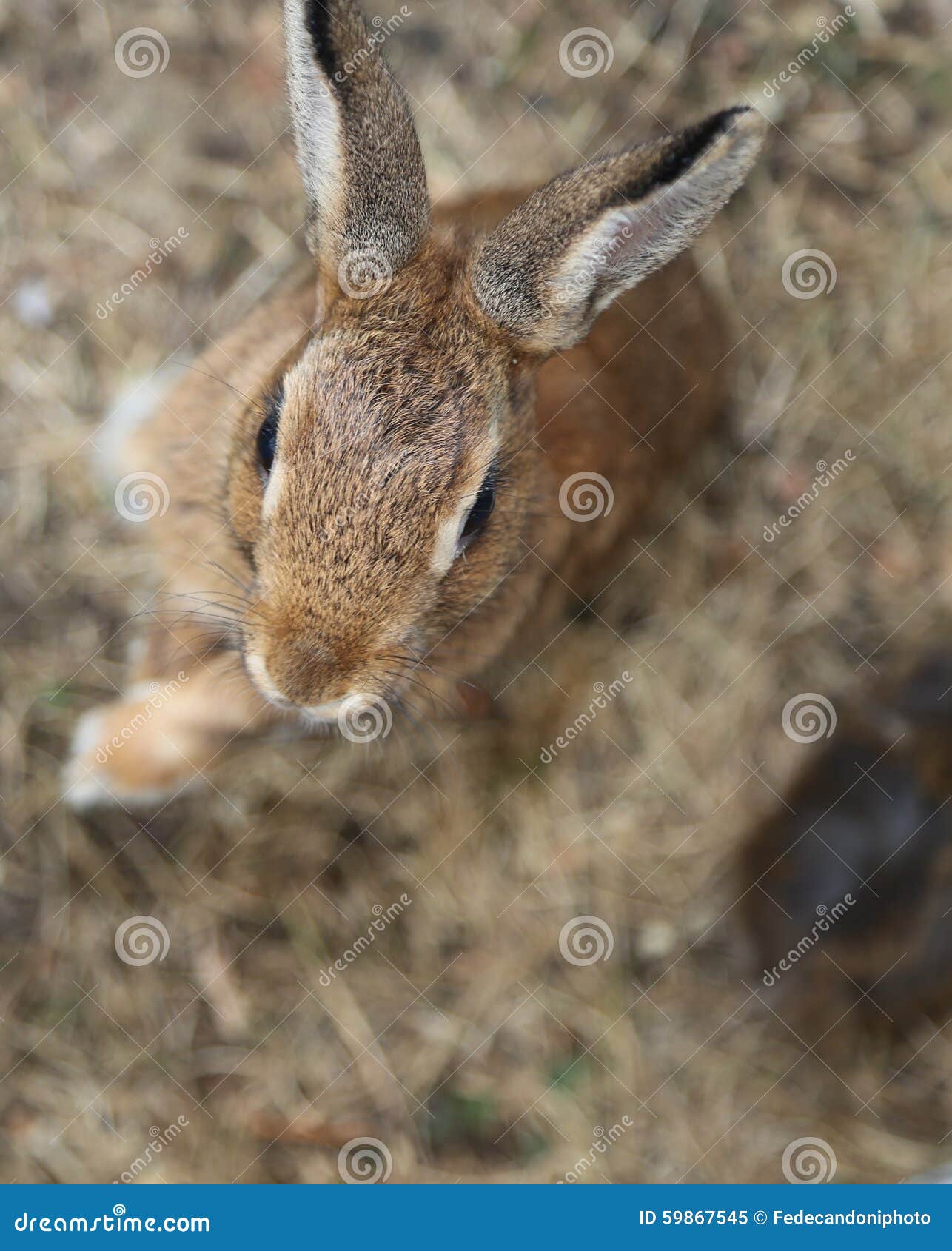Young Rabbit with Long Ears Stock Image - Image of lapin, fear: 59867545