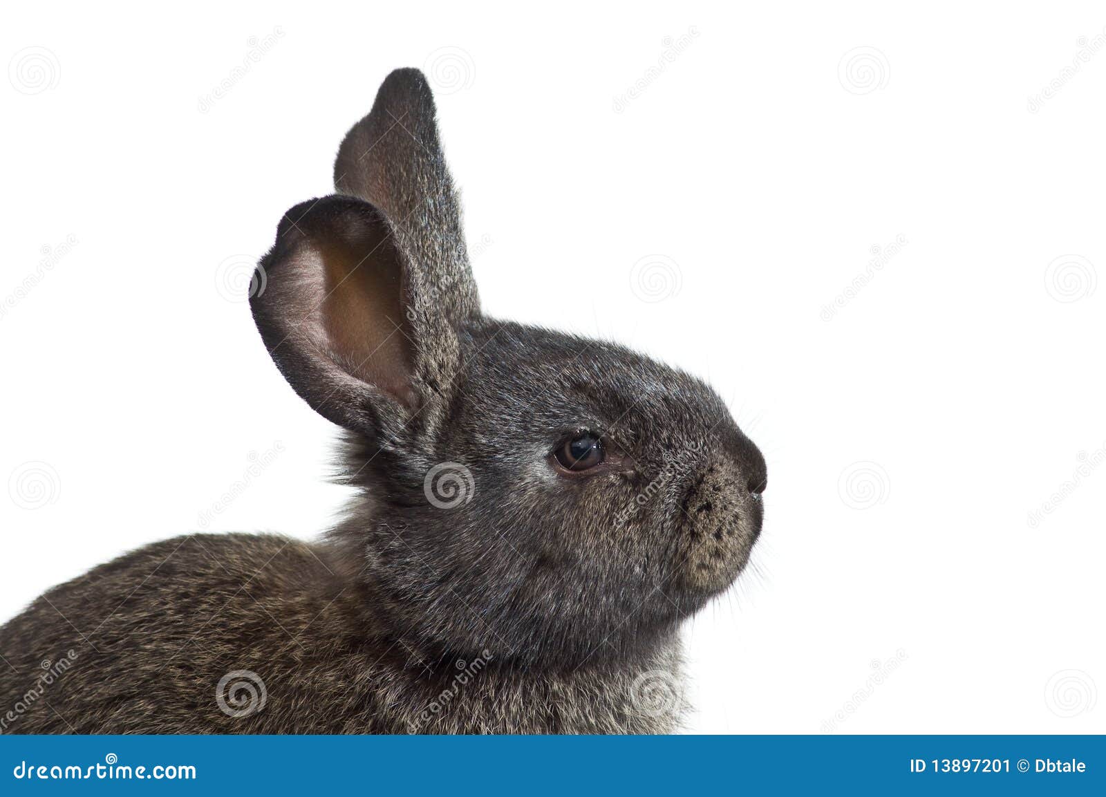 Young rabbit looking above stock image. Image of white - 13897201