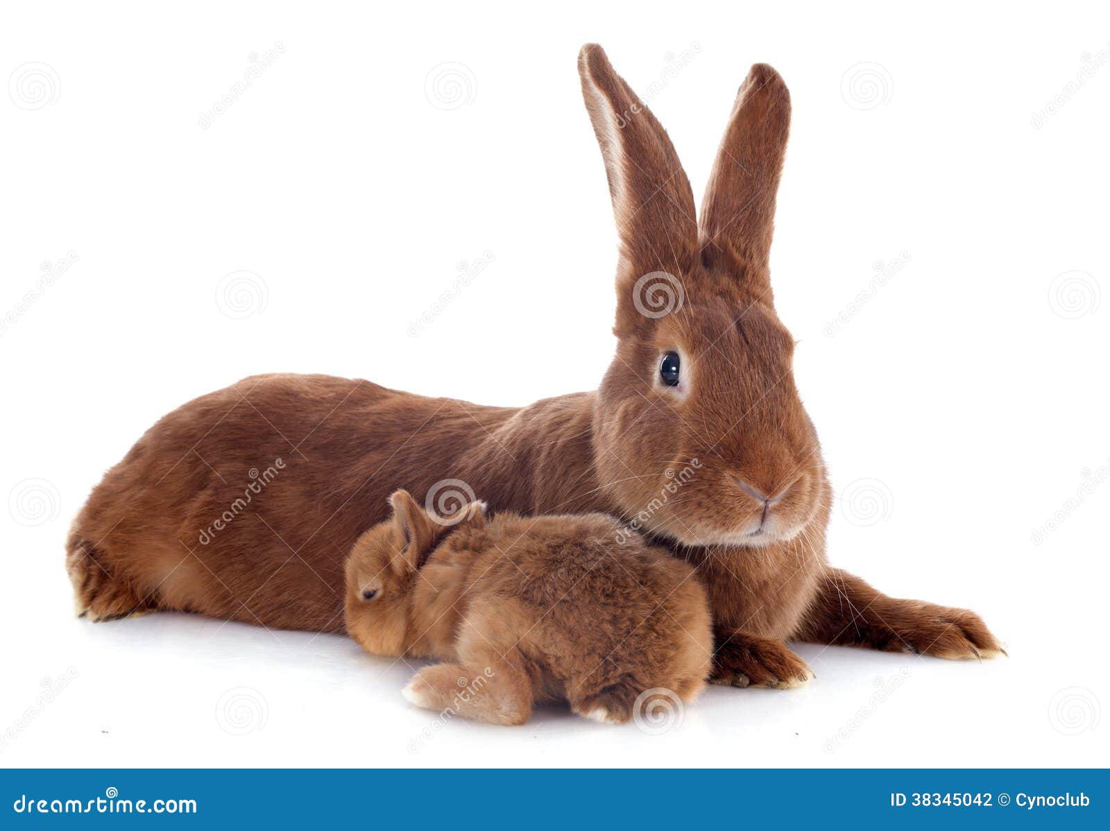Young rabbit and mother stock photo. Image of bunny, adult - 38345042