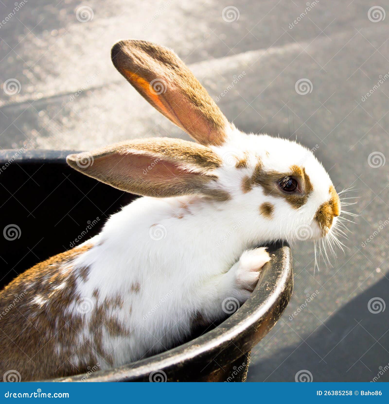 Rabbit Peeking Out Stock Photos - Download 67 Royalty Free Photos