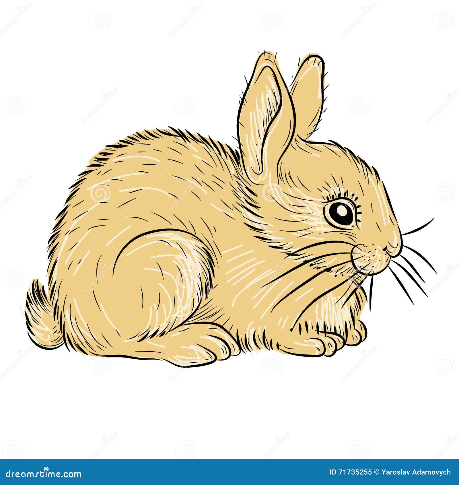 Young Rabbit Realistic Vector Stock Vector - Illustration of nature ...