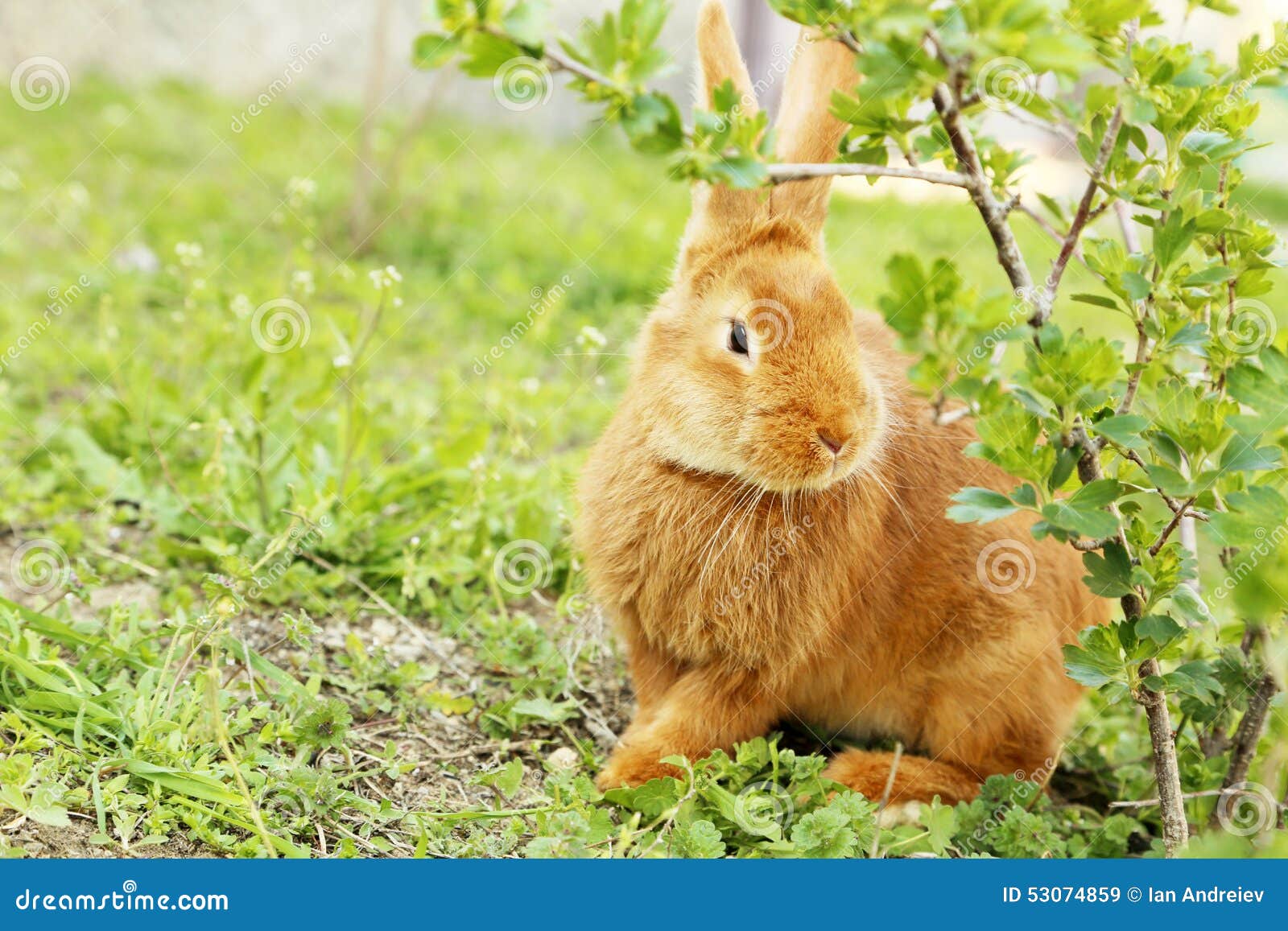 Young rabbit stock image. Image of green, brown, background - 53074859