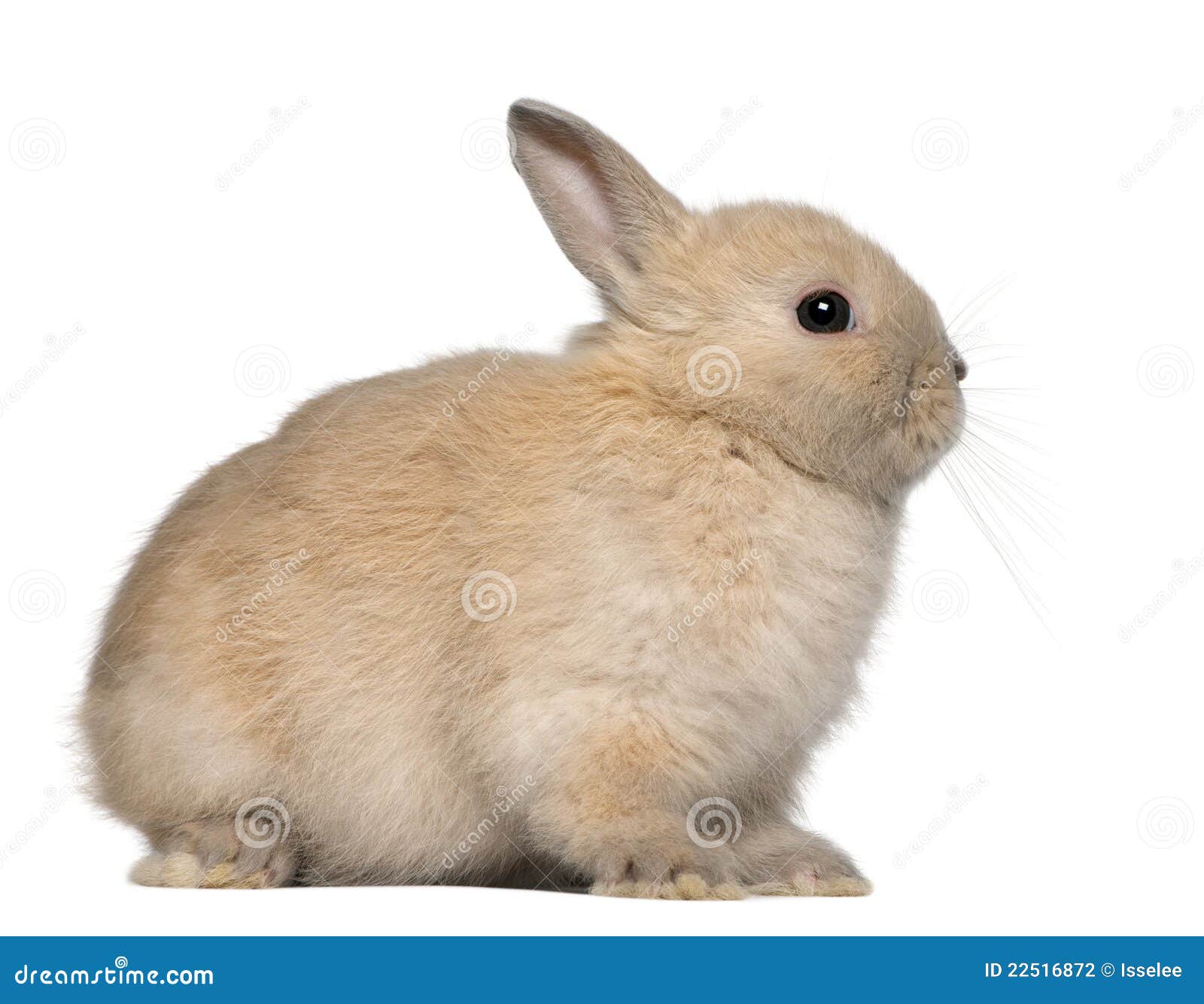 Young Rabbit, Sitting in Front of White Background Stock Photo - Image ...