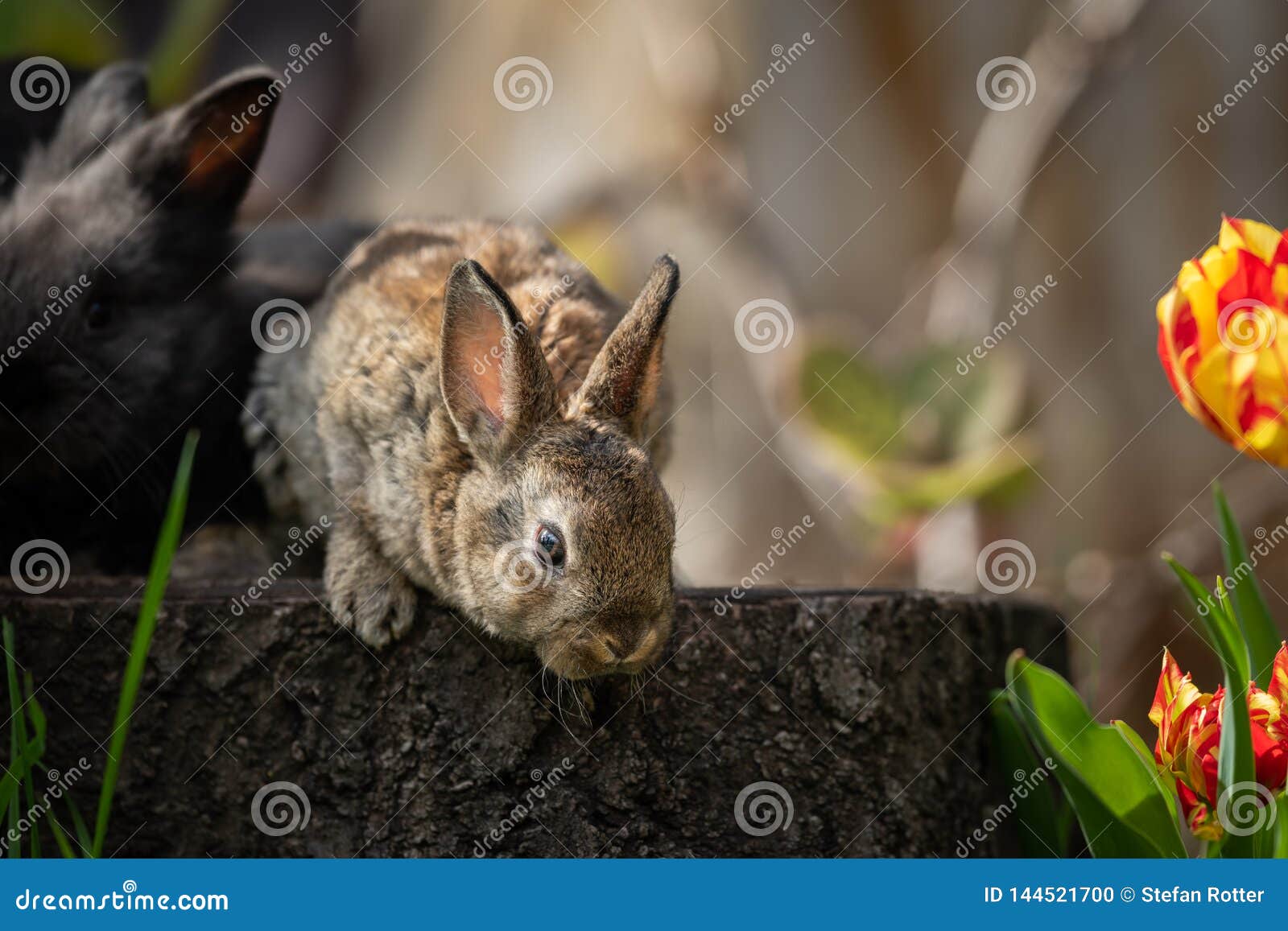 A Young Rabbit Sitting on a Tree Stump and Exploring Its Surroundings ...