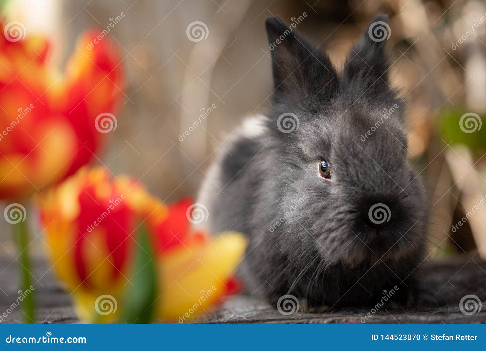 A Young Rabbit Sitting on a Tree Stump Stock Photo - Image of garden ...