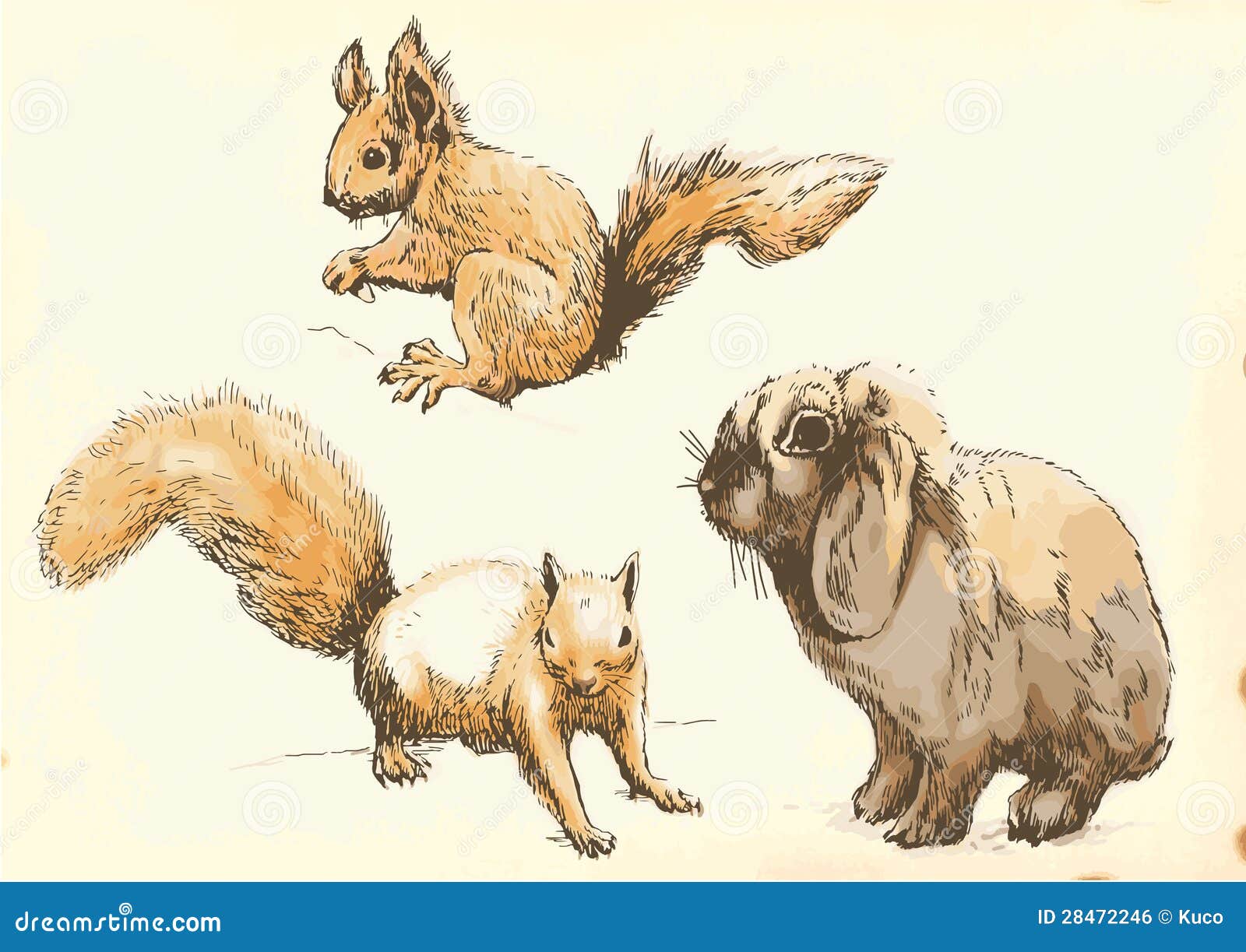 Young Rabbit and Two Squirrels Stock Vector - Illustration of draft ...