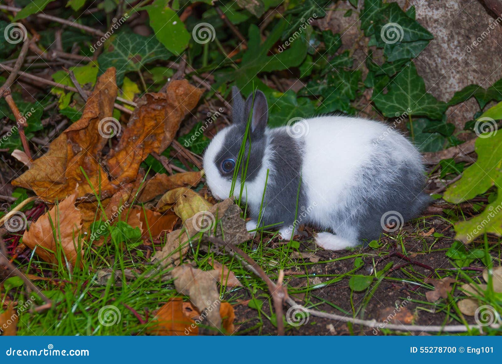 Young Rabbit among Vegetation Stock Photo - Image of vegetation, baby ...