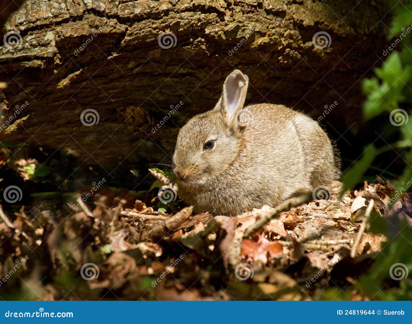 Young Rabbit in Woodland stock photo. Image of wildlife - 24819644