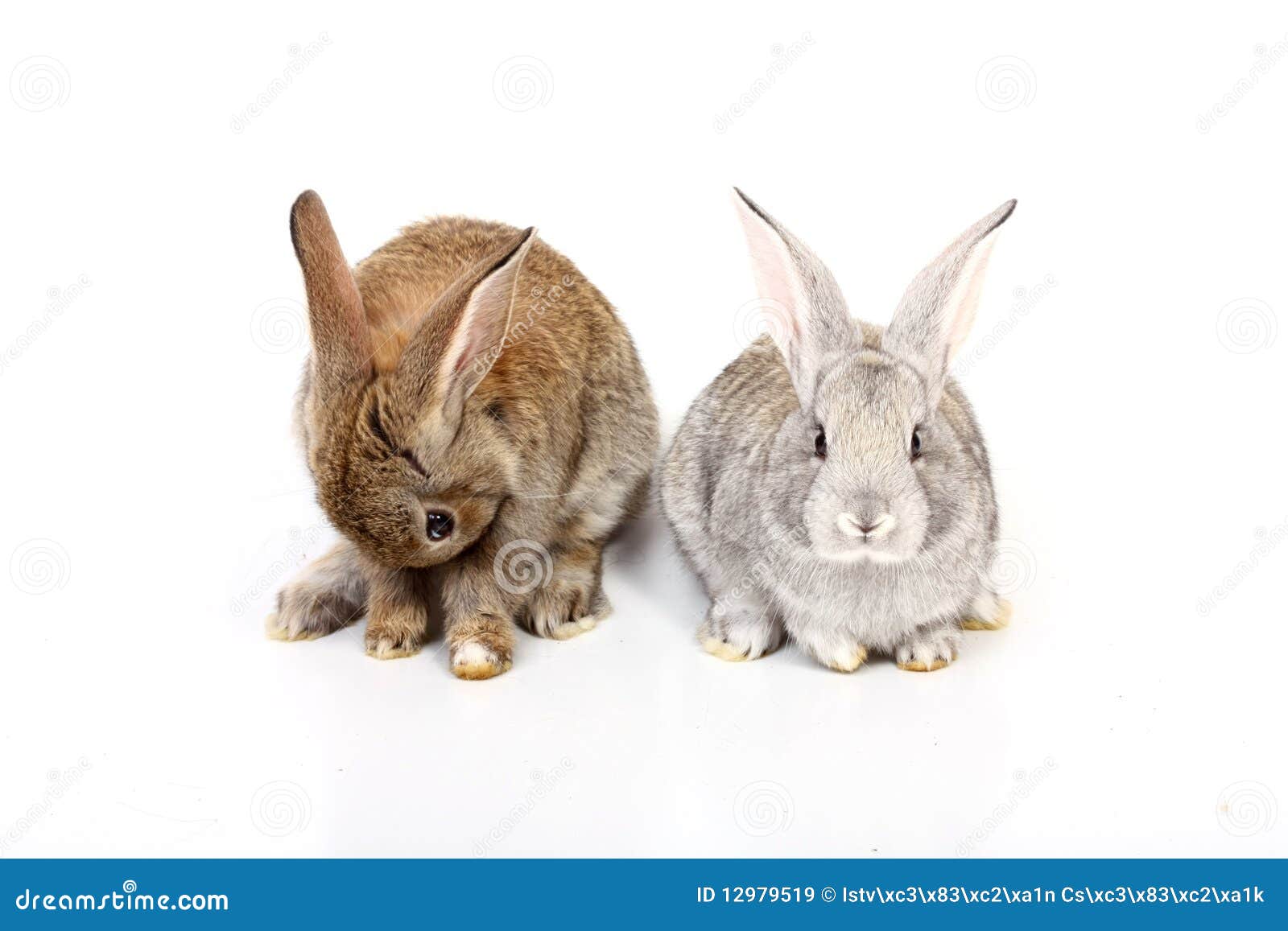 Young rabbits stock image. Image of bunny, looking, easter - 12979519