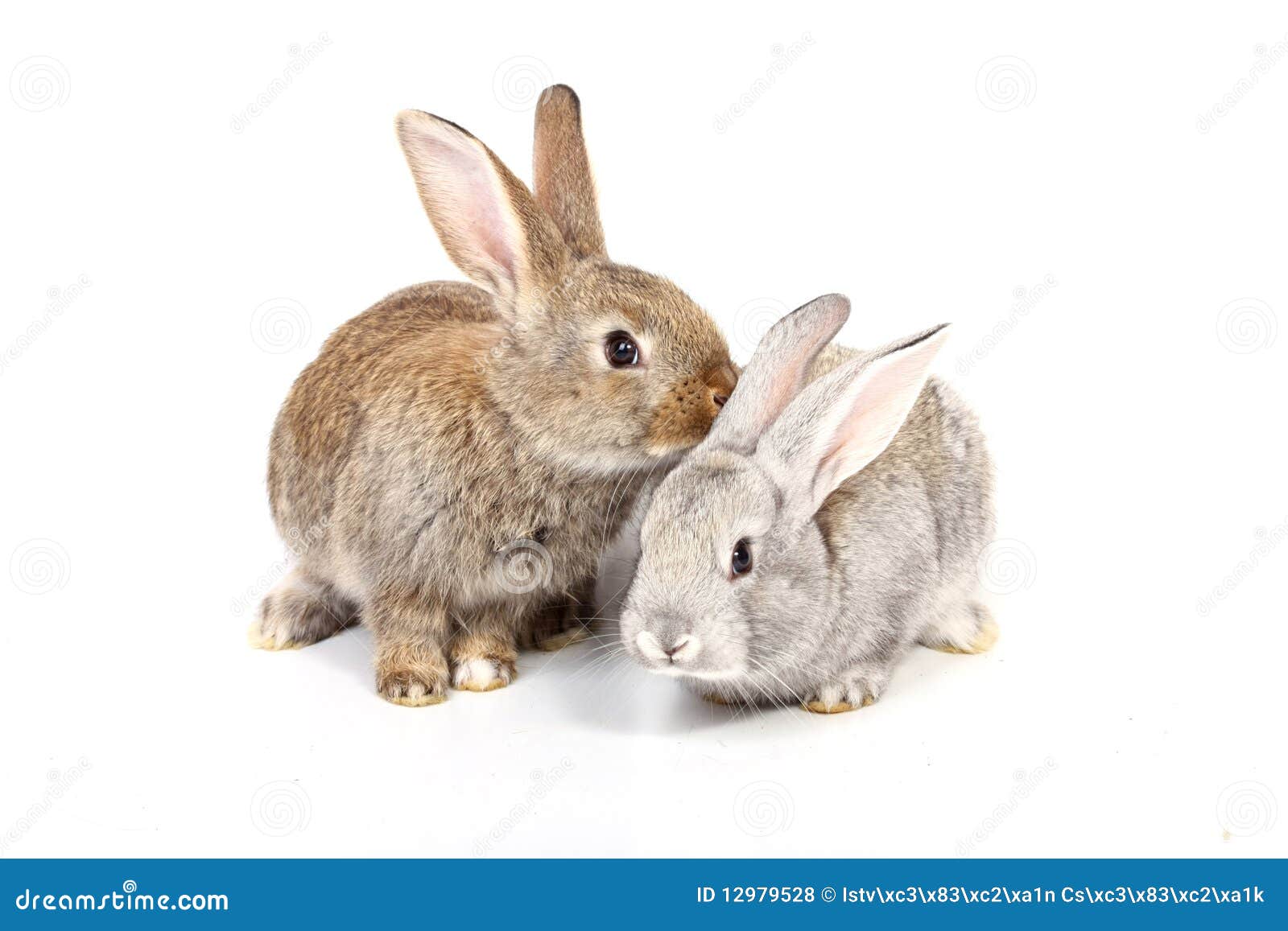 Young rabbits stock photo. Image of grey, cute, observing - 12979528
