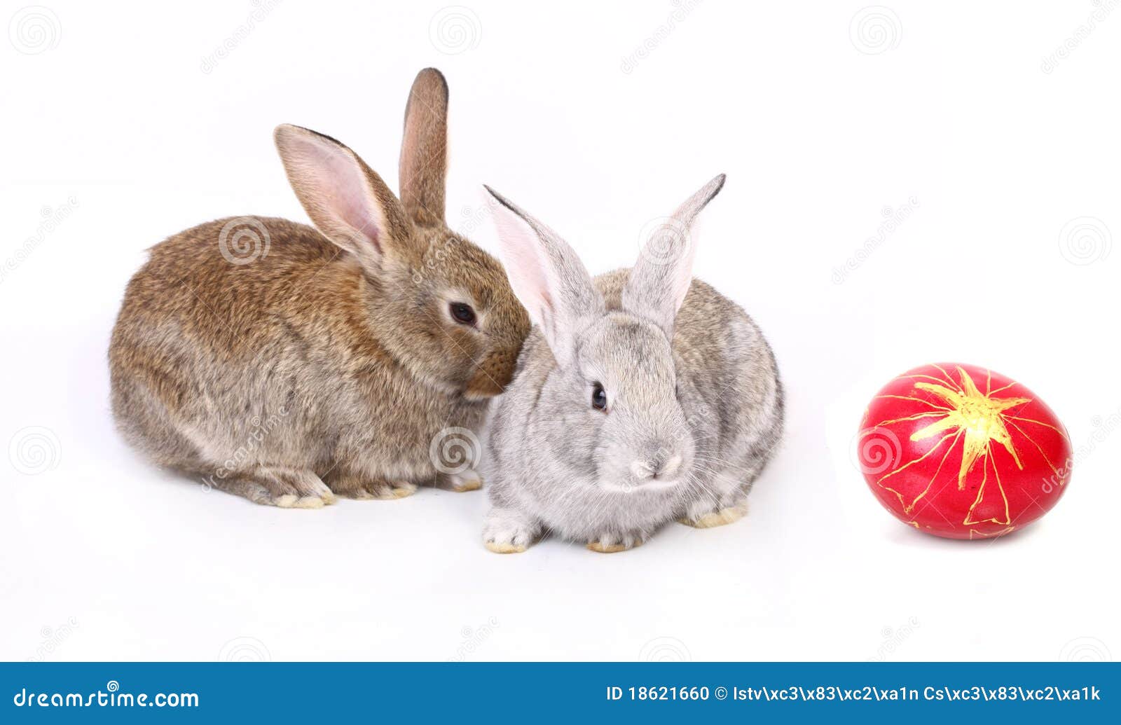 Young rabbits stock photo. Image of looking, animal, intrigued - 18621660